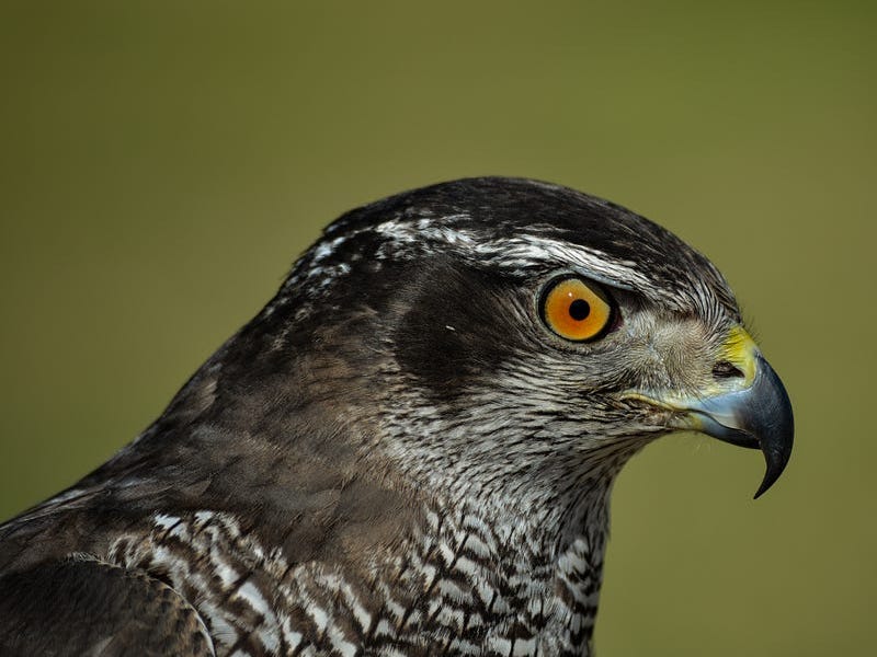 Introduction to the Open LLM Falcon-40B: Performance, Training Data ...