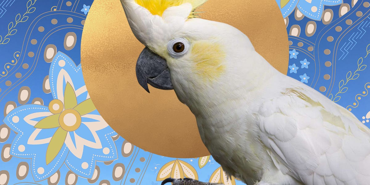 Sulphur-crested Cockatoo - by Wietske Merison