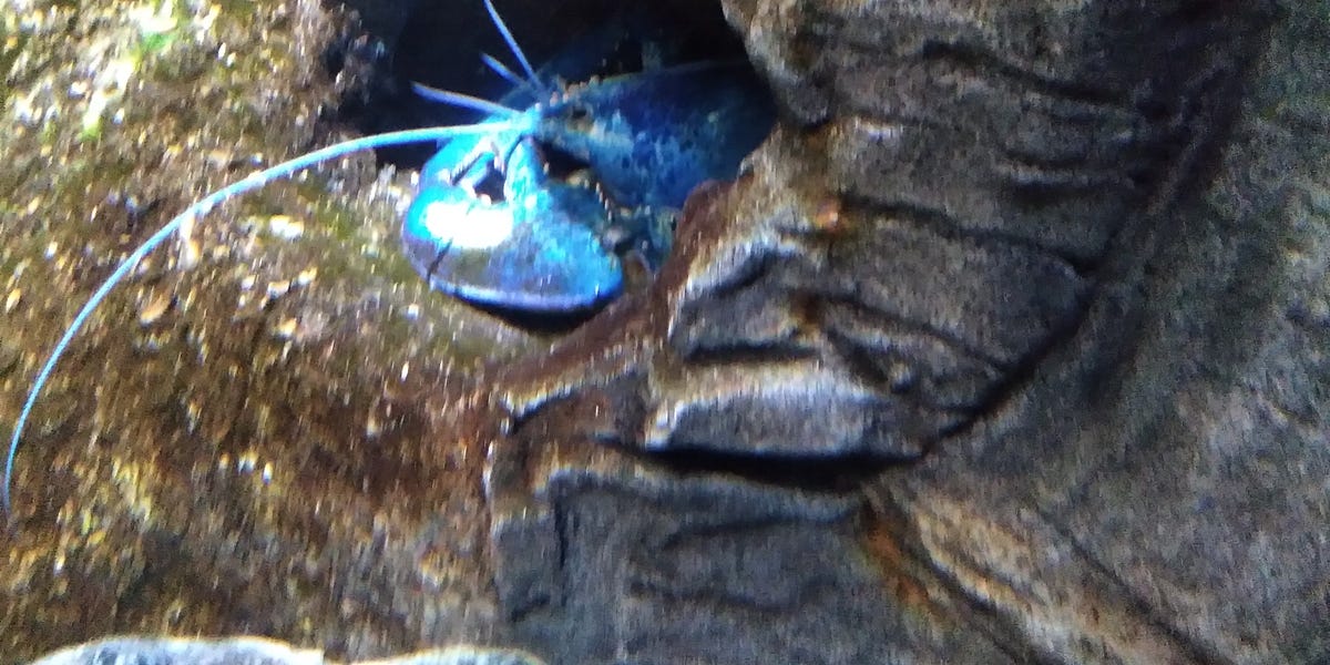 Day Trip Photo Roll #3B: The Aquarium 2 - PCS Nation