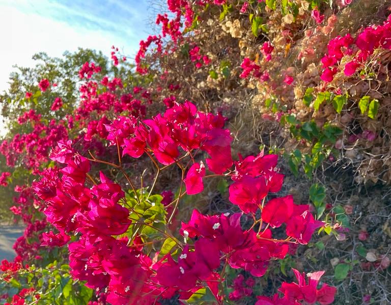 December 15 - by Anthea - Poems for Dark Days