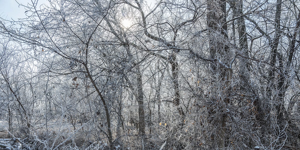Philip Heying's Hoarfrost - by Andy Adams