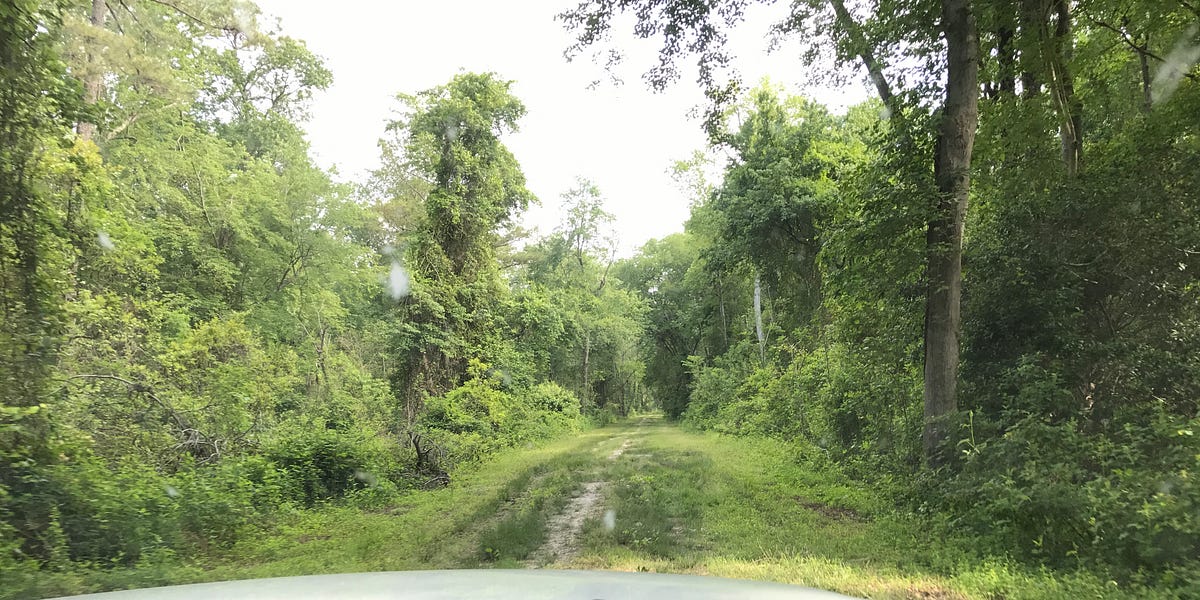 The Great Dismal Swamp isn't as great, dismal, or swampy as it used to be