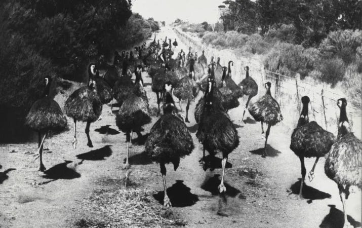 Homie History: The Australian Emu Wars