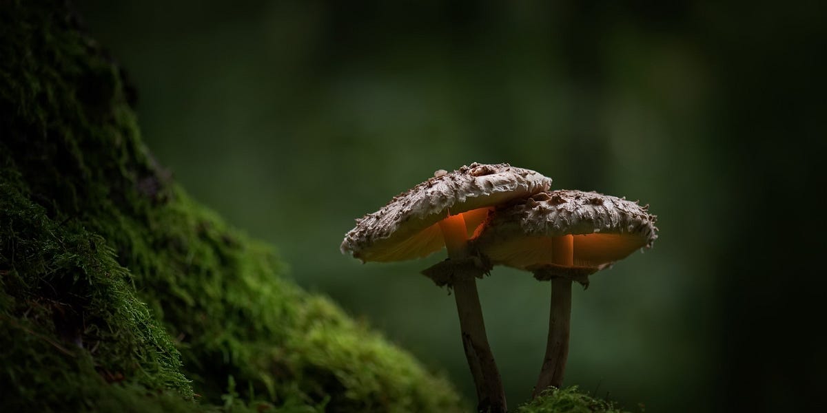 The Beacán - The Druid Stares Back