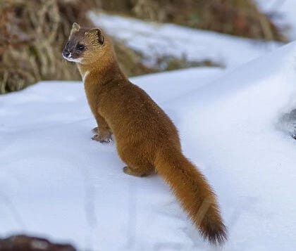 In order to learn Mandarin... - by Pierre - HSKlevel