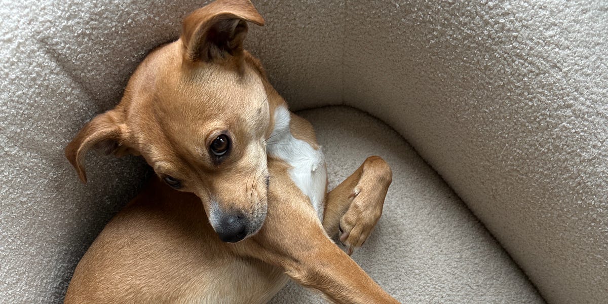 Issue #102: How My Dog Toast Helped Me Heal from My Breakup