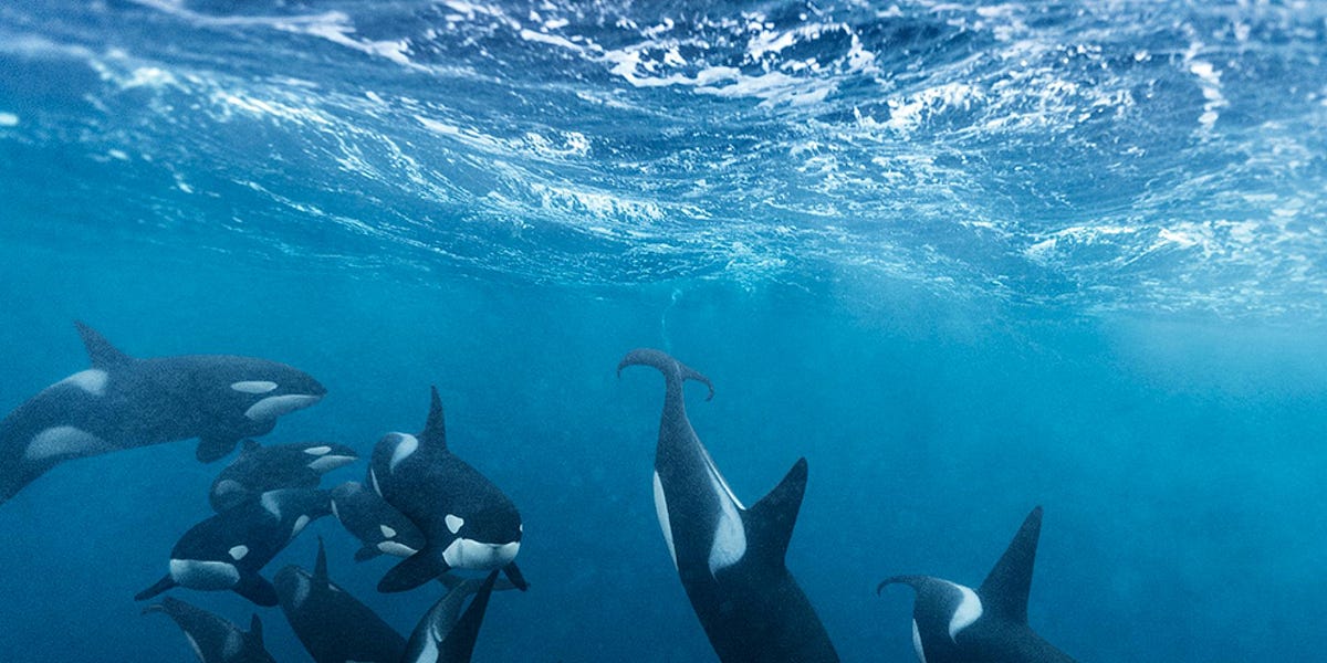 Do Orcas Think Like Humans? - by Prema Smith