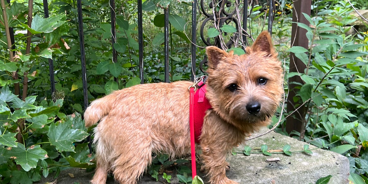 Happiness is a warm poop bag - by Michael O’Briant