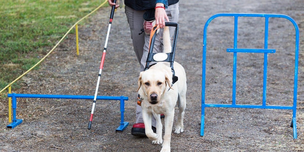 Guide Dogs for the Blind: An Ethical Examination from a Vegan Perspective