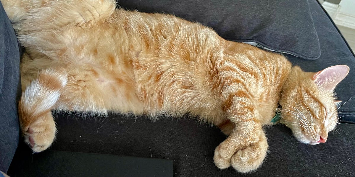 Crazy Orange Cats - by Eric Fish, DVM