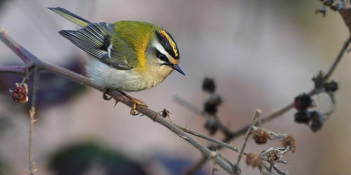 Perfection... - by Lev Parikian - Six Things