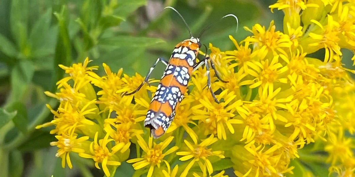 the native moth named after an invasive plant