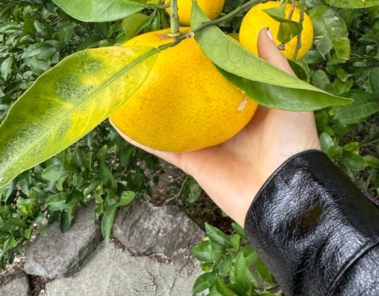 My Tokyo Diaries - by Melanie Masarin - Night Shade