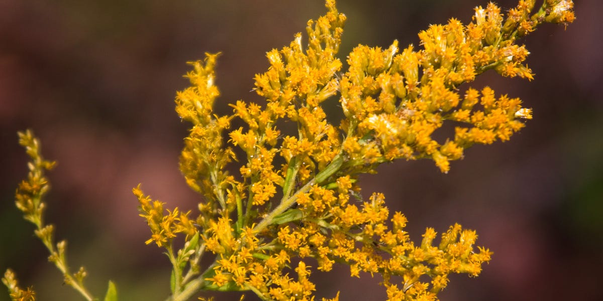 The Medicinal Uses of Goldenrod