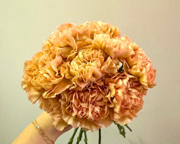 Carnations - One Petal at a Time