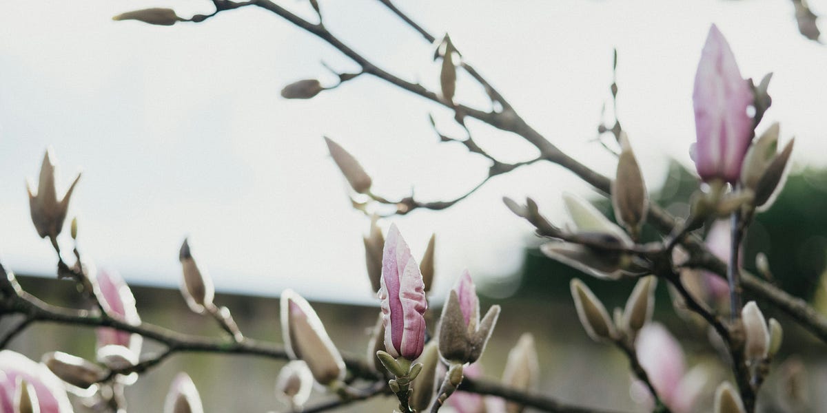 imbolc season: the time of slow awakening - by Anna