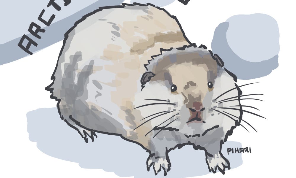 Arctic Lemming - by Pikari - Daily Species Art