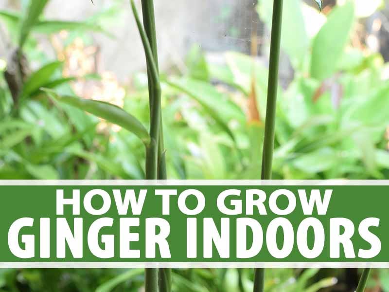 INFO: GROW POTTED GINGER - by Len Kinder