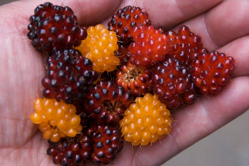 #170: Salmonberries and Four Ways to Use Them