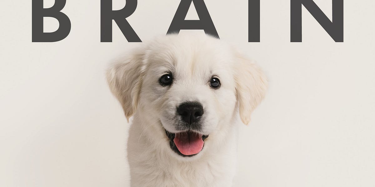 Comments - Puppy Brain: How Our Dogs Learn, Think, and Love