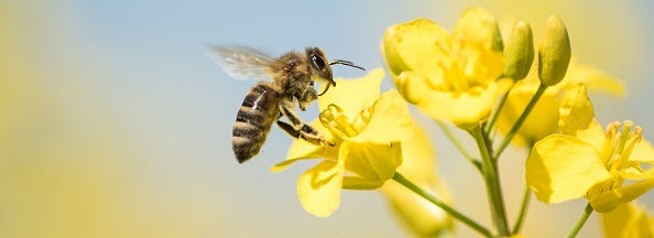 HUMANS, BEES AND WILDLIFE IN 2023 - Arthur Firstenberg