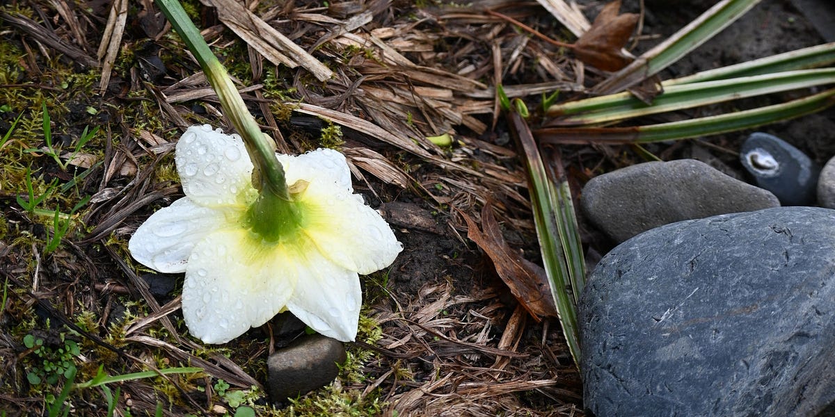 Crusted Oatmeal - by Jess Everett - The Thrivalist