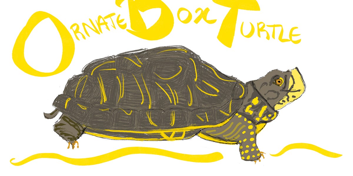 142: Ornate Box Turtle - by Bix - Colorado Wildlife
