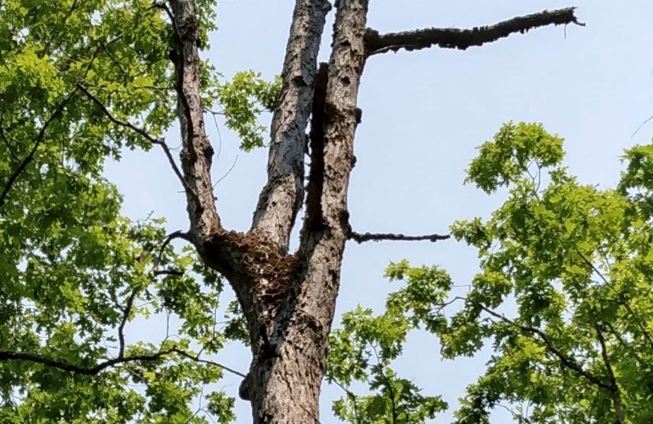 The Effects Don't Cause the Causes - by CopperVortex