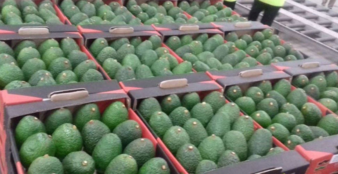 Avocado export: how Ghana can cash in on the growing Africa-China food ...