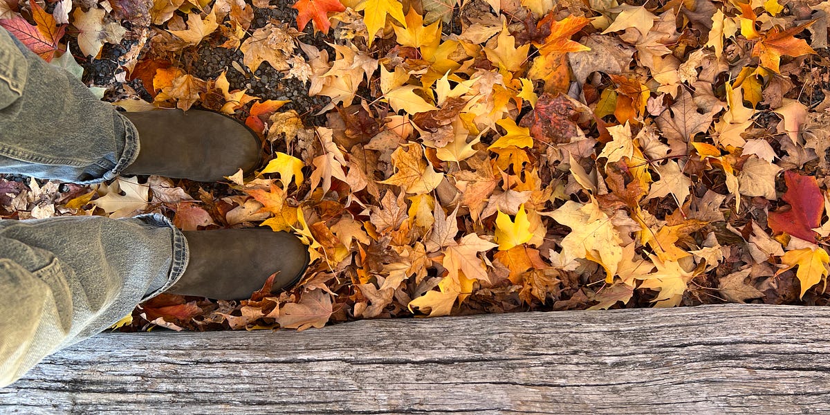 Seasons and Trees - by Emmy St. Pierre - Cliff Hanging
