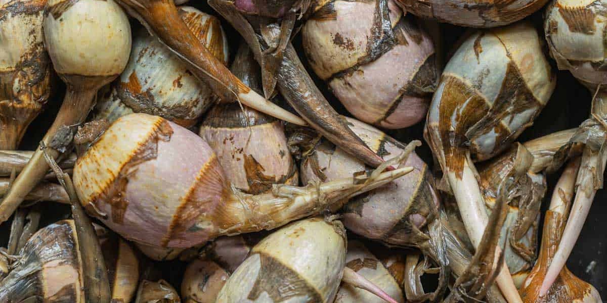 Wapato: The Incredible, Edible Duck Potato - by TheLastFarm