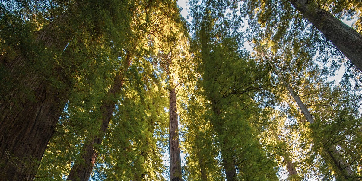 Slow Growth - by felice rhiannon - ElderSpirit