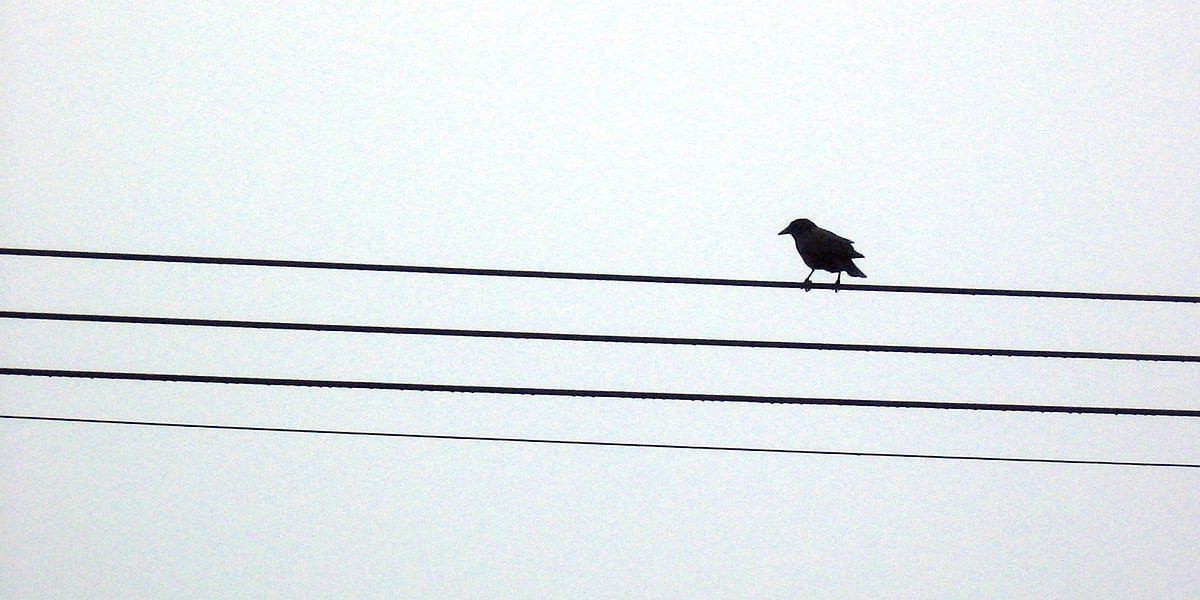 Oh, look a bird! - by Aram Mitchell - Aram’s Substack