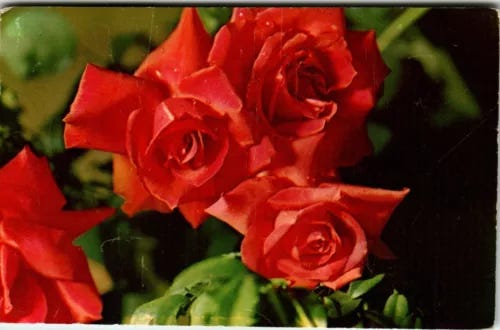 Comments - 24 May 2025 - by Celia M Paddock