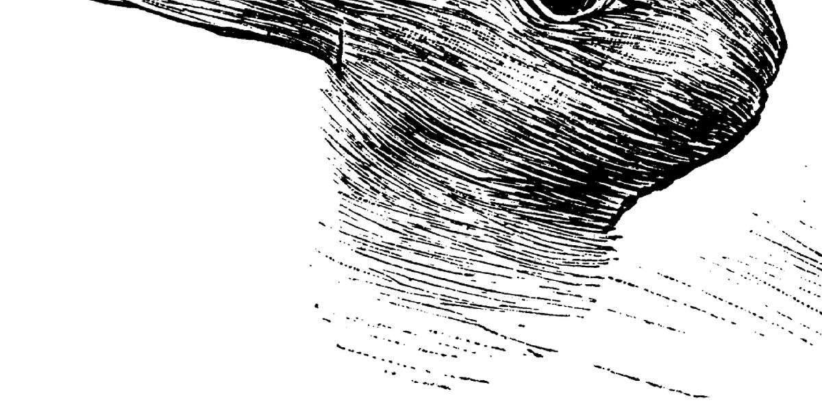 Duck/Rabbit - Philosophy via gavino