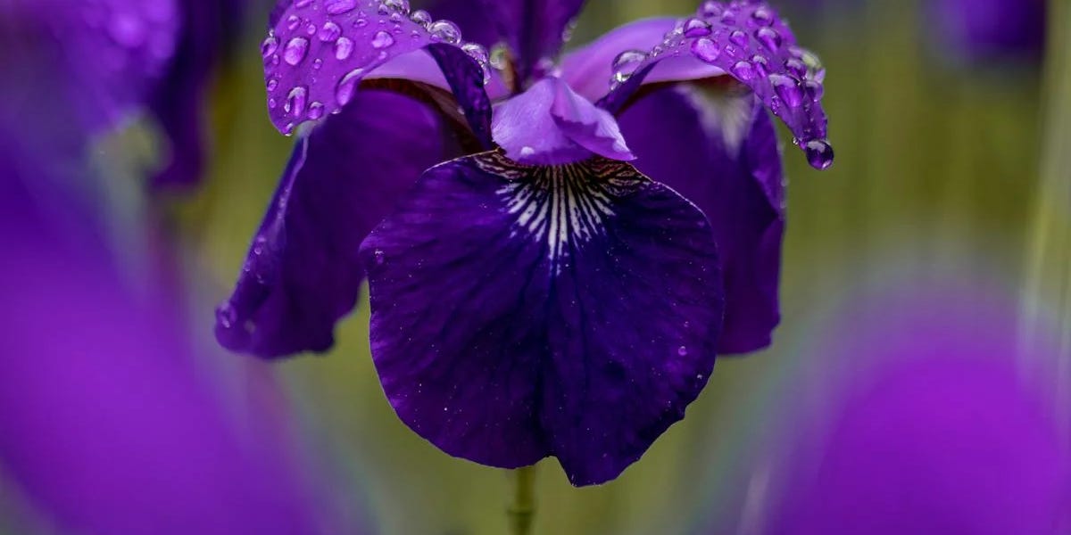 The Irises and Missing My Father