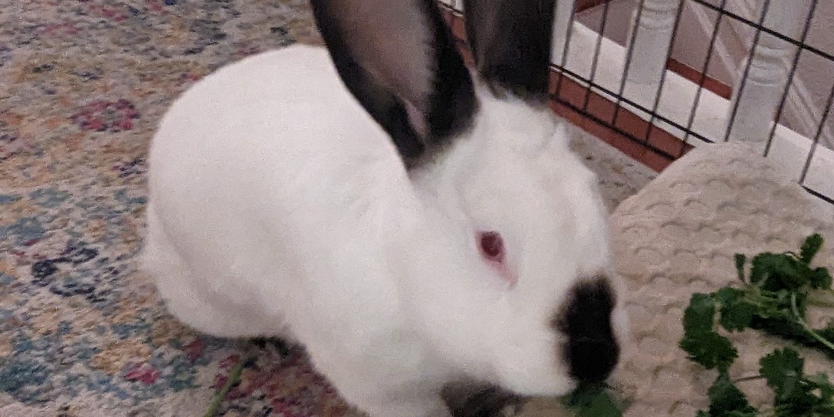 2024 Noahpinion subscriber survey! - by Noah Smith