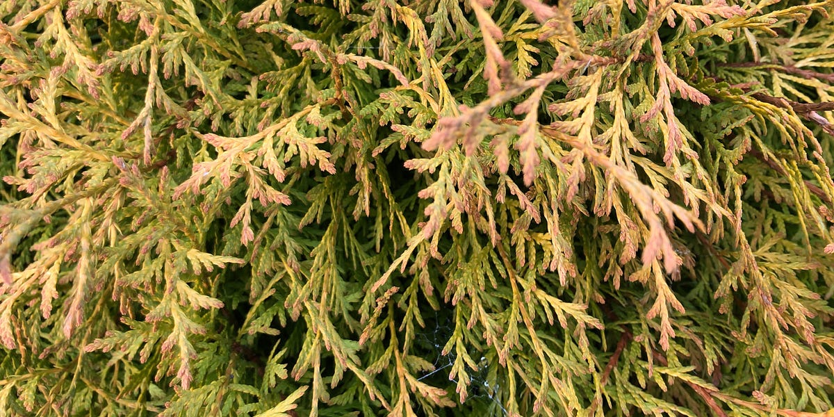 A philosophy of gardening - by Ciarán Mc Mahon