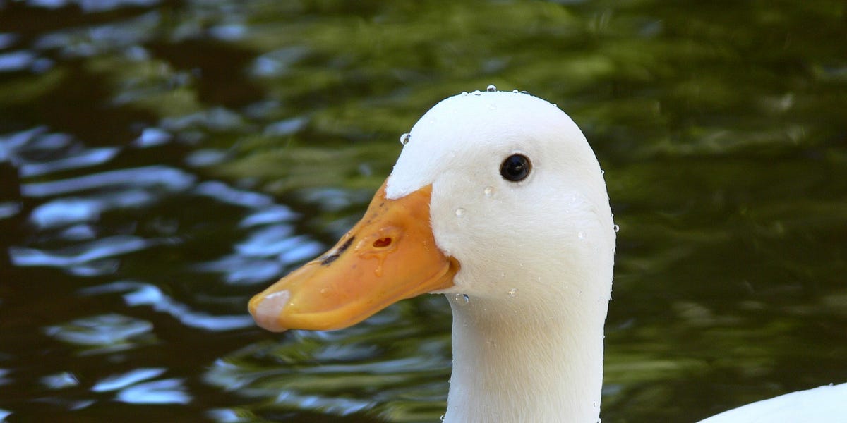 If it quacks like a duck... - by Jason L Bradfield