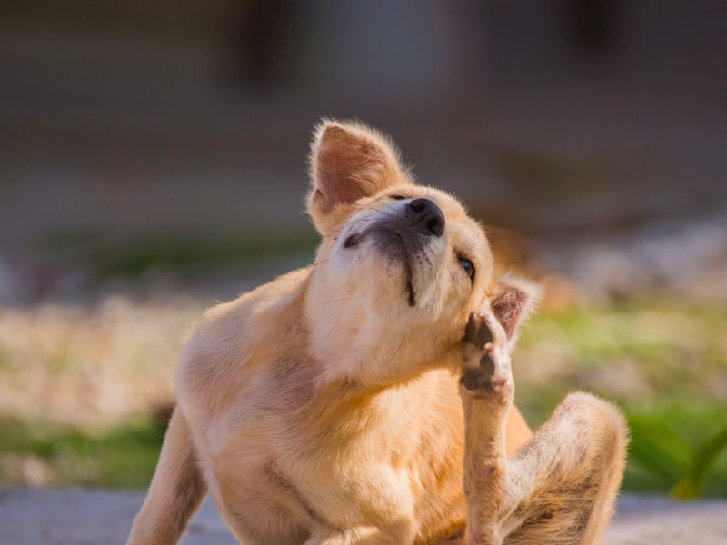 Sniffles and Scratches: How Allergy Season Affects Dogs and Treatment ...