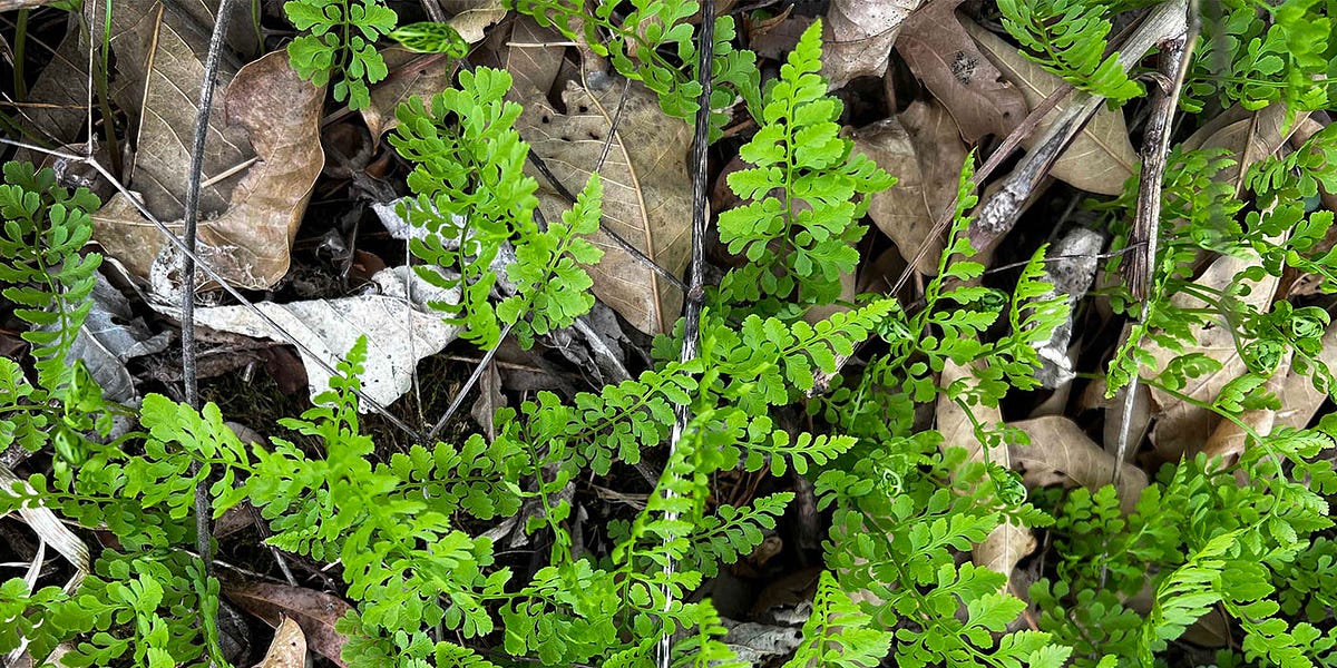 Fragile Fern - by Diane Porter - My Gaia