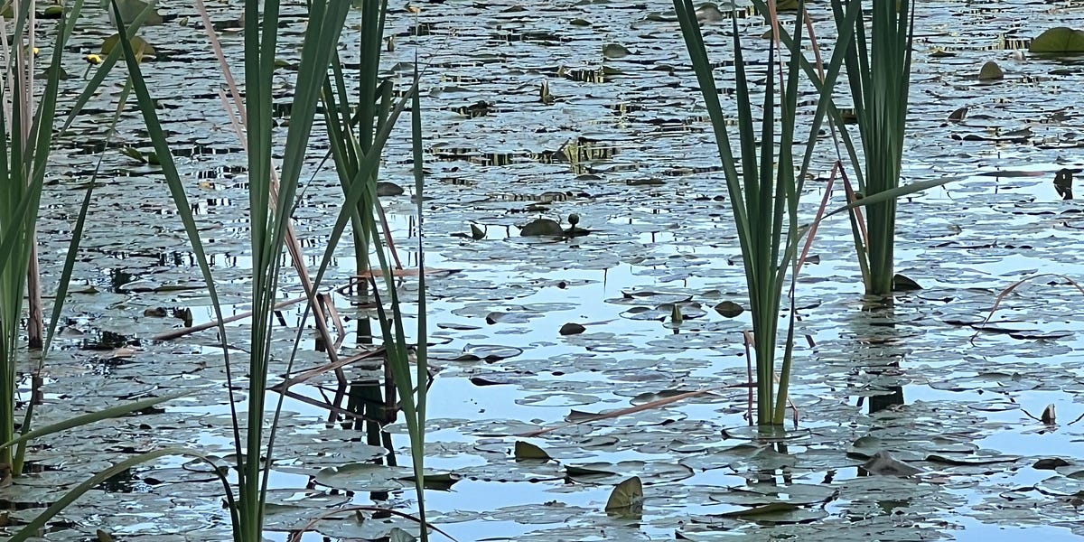 Moments on Leland Pond (take 3) - by Wendy Henry