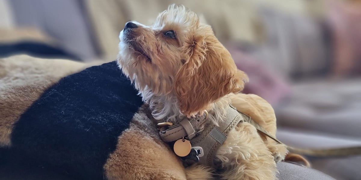 Grappling with the two C's - by Anne V Muhlethaler