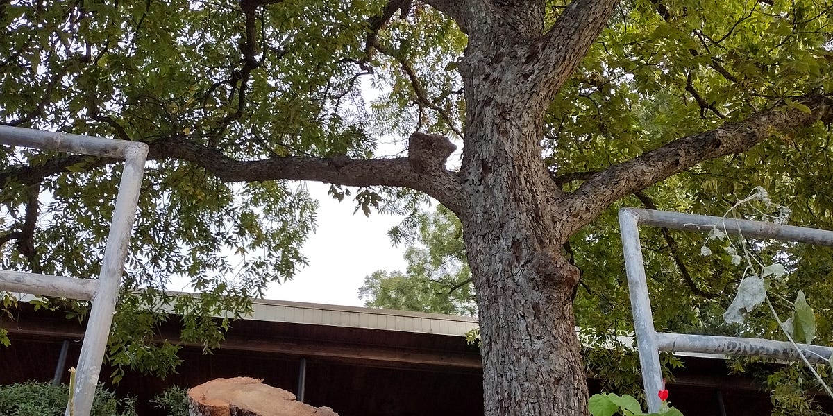 A Stump, A Flower - by Elizabeth McCracken