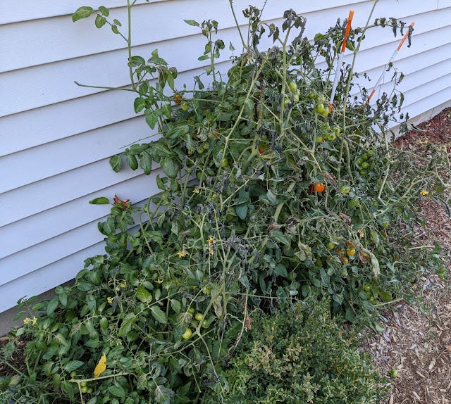 First Frost - Frederick Fullerton's Mental Meanderings