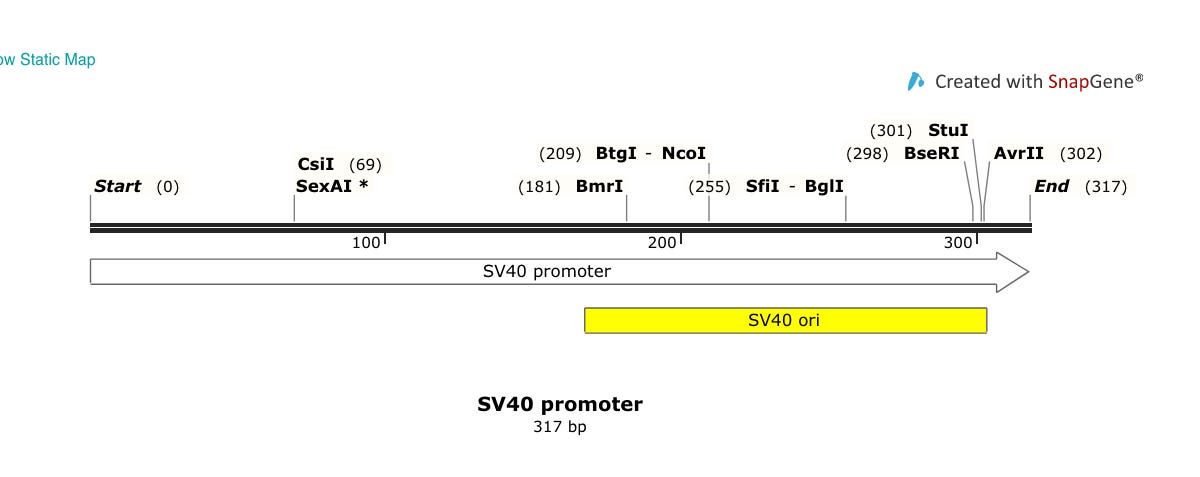 SV40 Promoter Region Confirmed via Megahit Assembly