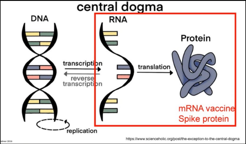 Reckless DNA contamination of C19 mRNA injections may cause ...