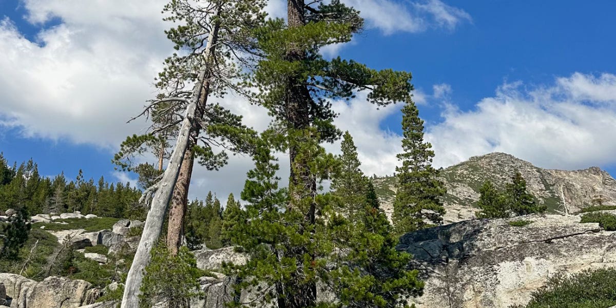 What Makes a Tree - The Trees Telling Stories Substack