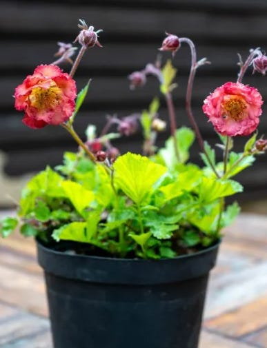 The Garden Minute ⏰: Monday 13 May 2024 - Plantaholics