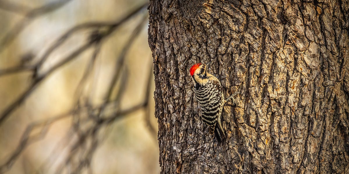Peckerwoods - by David E. Perry